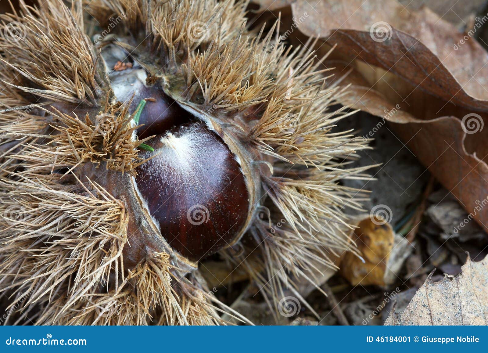Chestnut Husk Stock Photo | CartoonDealer.com #46184772