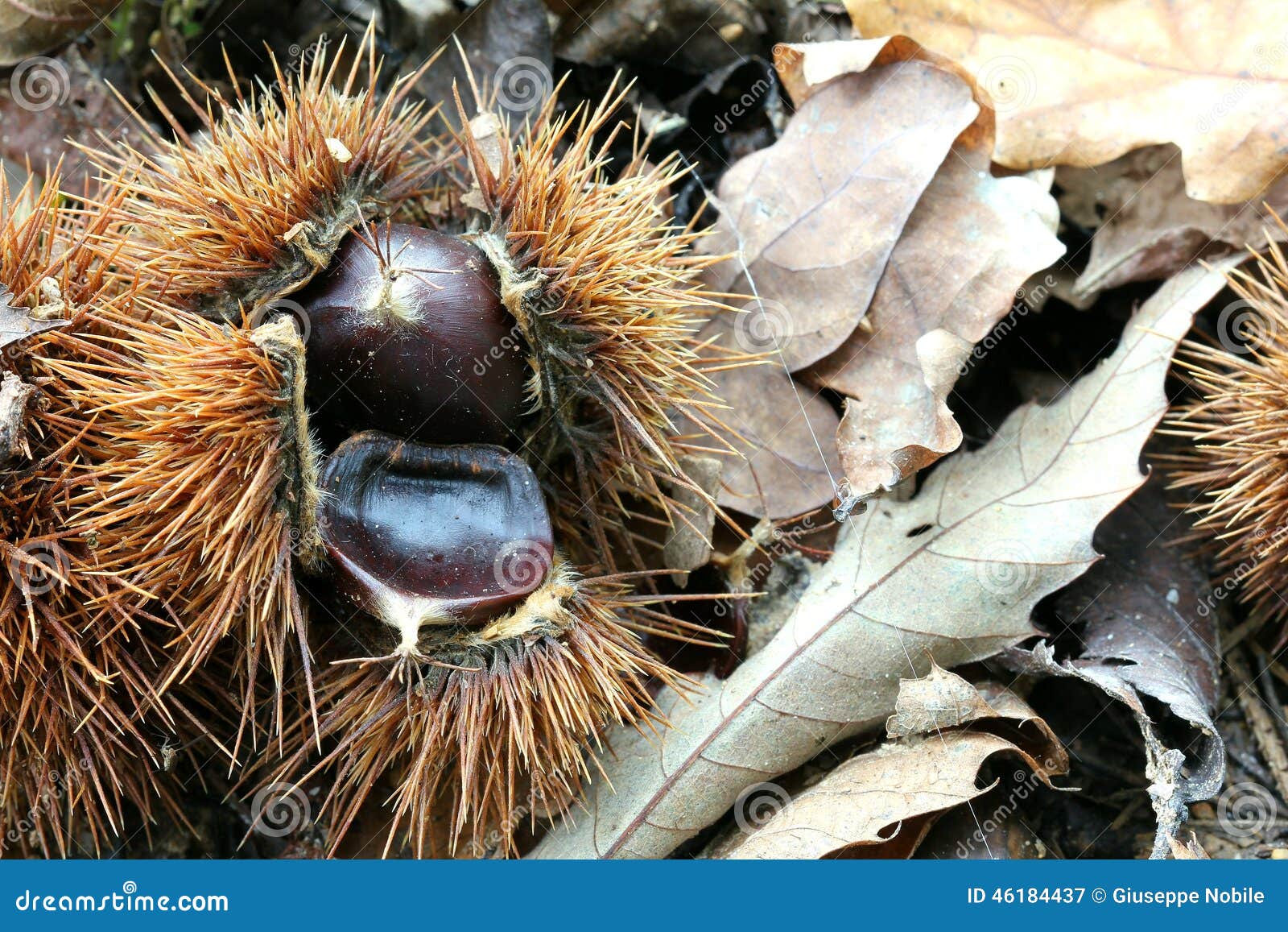 Chestnut husk - Closeup stock image. Image of food, branch - 46184437