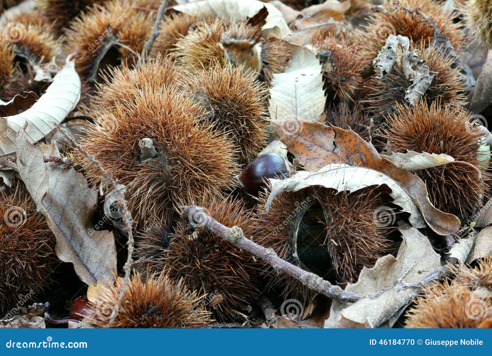 Chestnut Husk Stock Photo | CartoonDealer.com #46184772