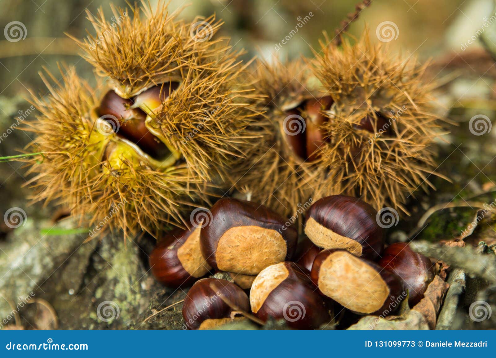 Chestnut and husks stock image. Image of husks, biologic - 131099773
