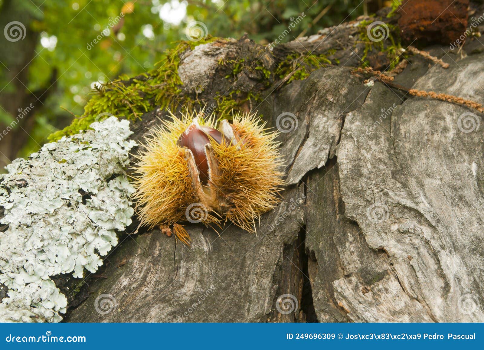 Chestnut Inside Her Hedgehog on the Forest Floor Stock Image - Image of ...