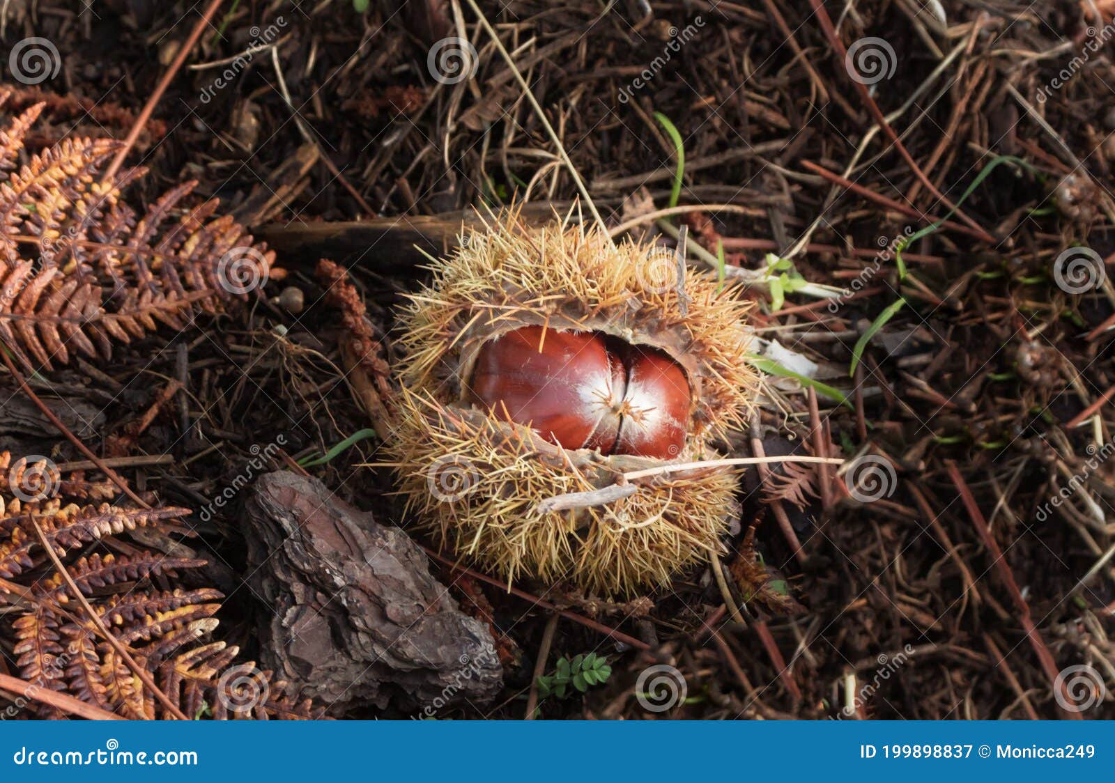 Chestnut Inside Her Hedgehog in the Forest Stock Image - Image of ...