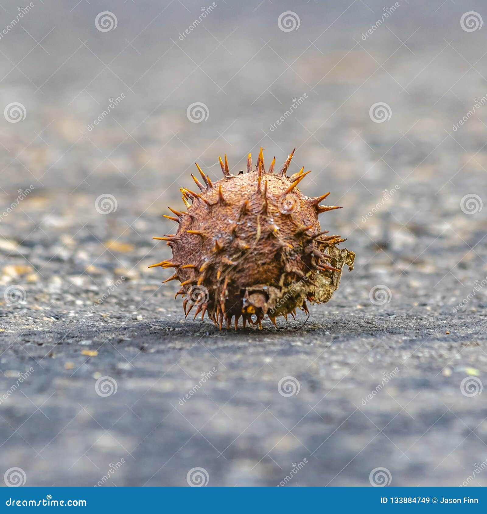Chestnut Inside a Prickly Shell Against Ground Stock Image - Image of ...