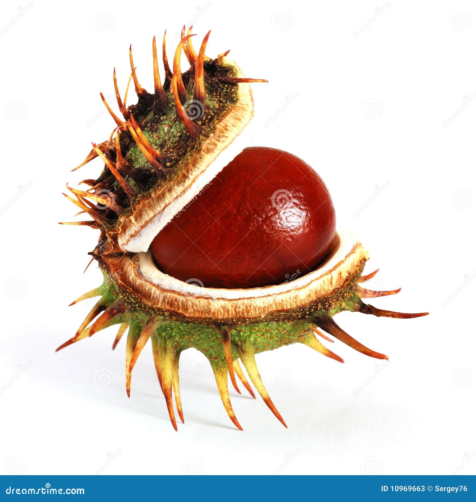 Chestnut isolated stock image. Image of packed, background - 10969663