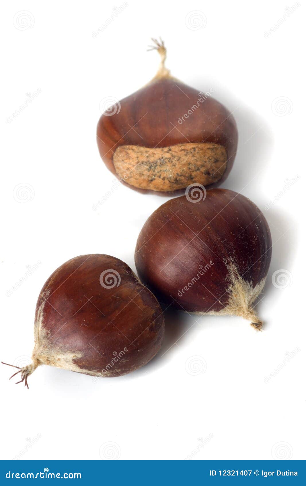 Chestnut isolated on white stock image. Image of nutrition - 12321407