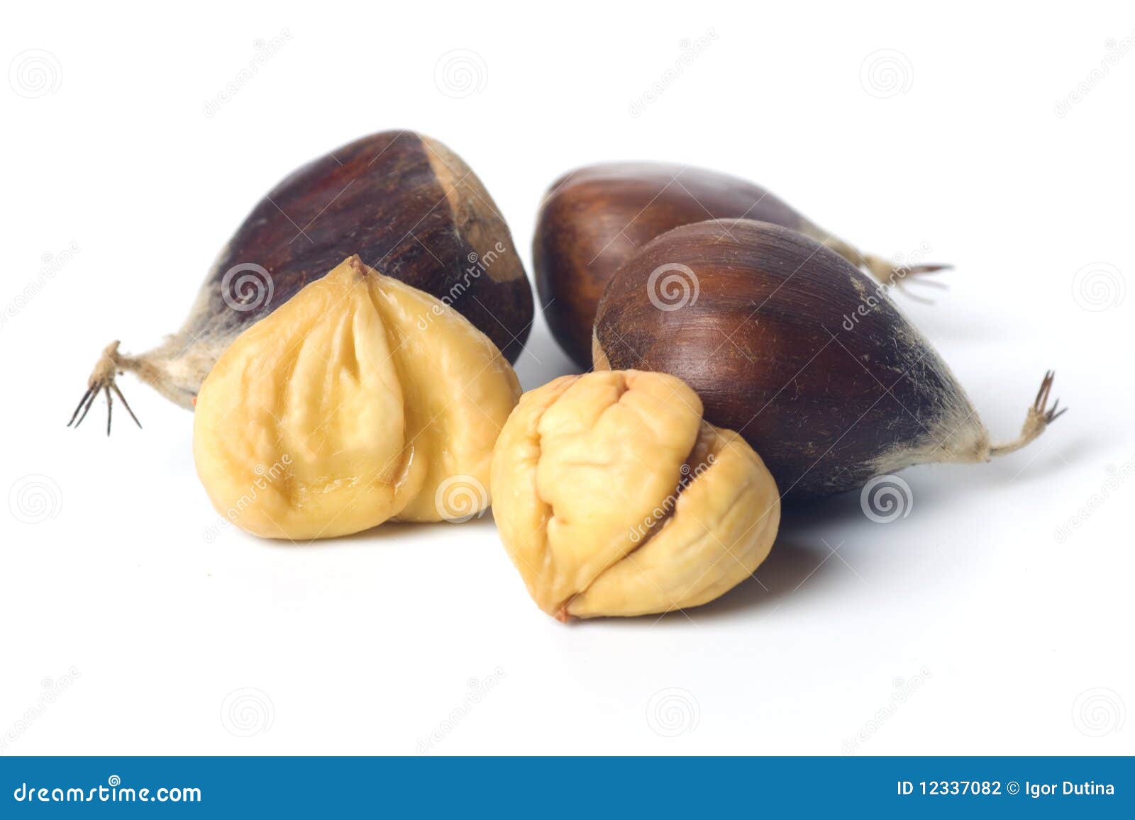 Chestnut isolated on white stock photo. Image of horizontal - 12337082