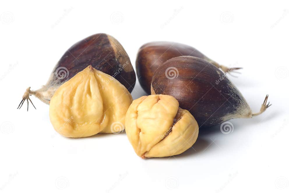 Chestnut isolated on white stock photo. Image of maroon - 12337082
