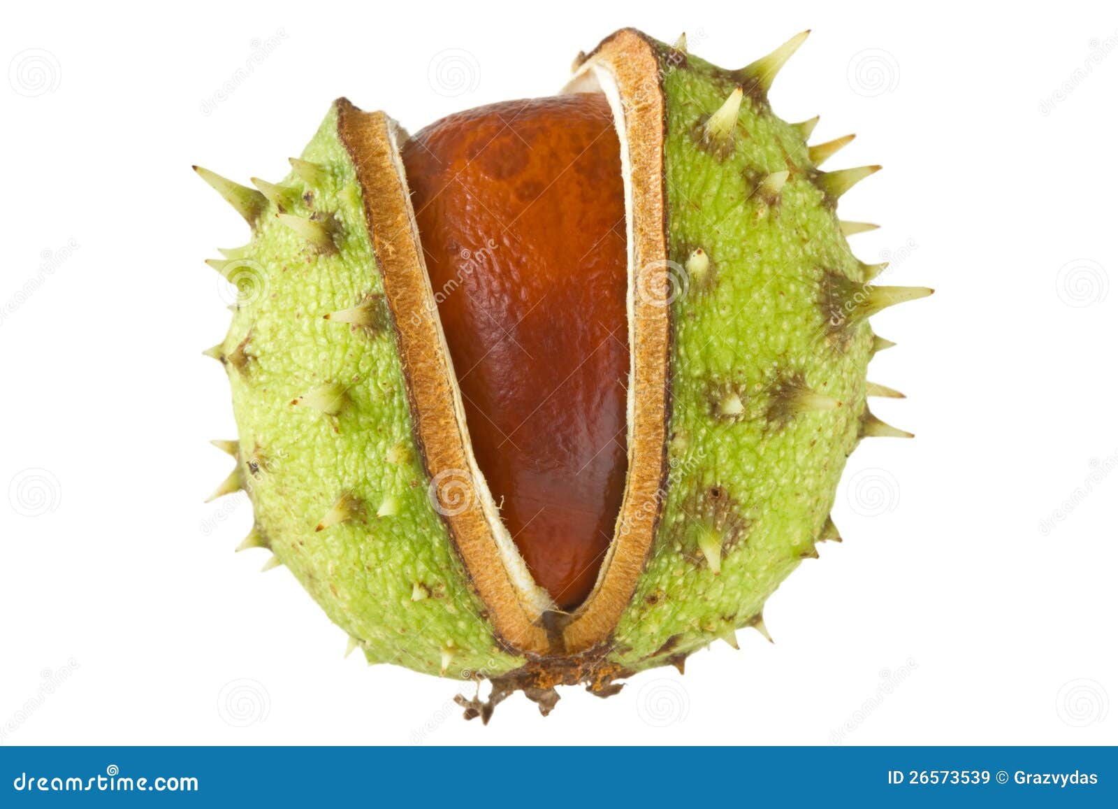 Chestnut isolated on white stock image. Image of thorn - 26573539
