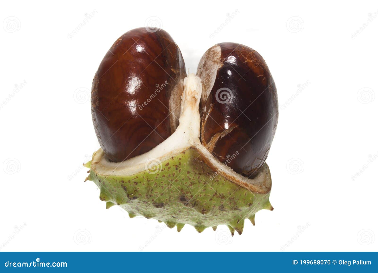 Chestnut Isolated on White Background Stock Photo - Image of eating ...