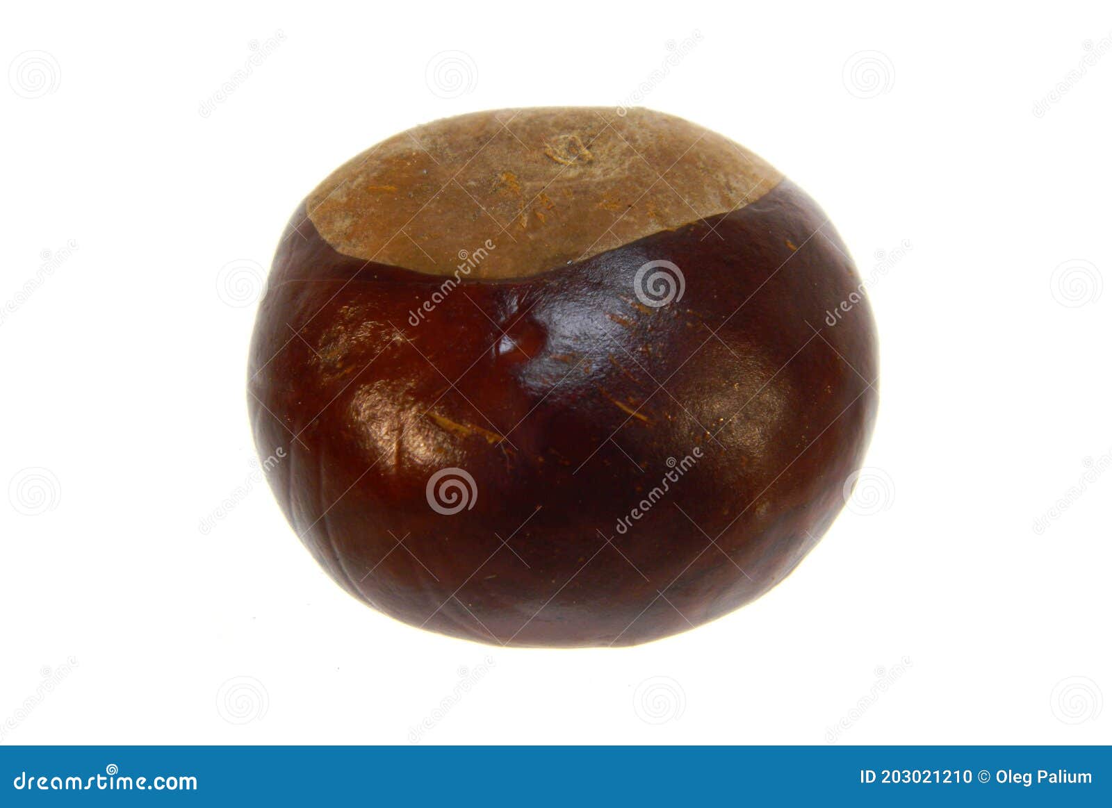 Chestnut Isolated on White Background Stock Photo - Image of nutrition ...