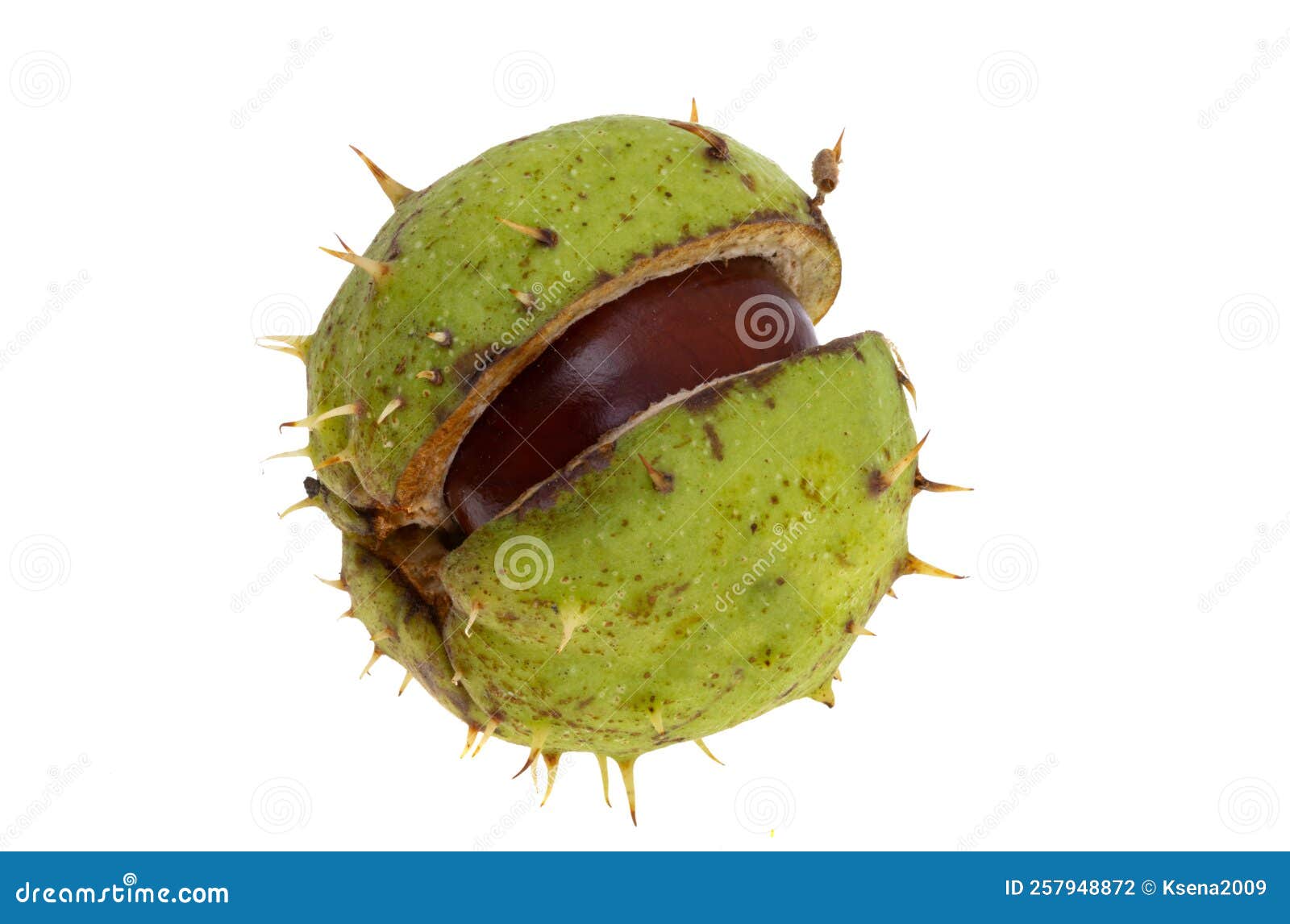 Chestnut shell isolated stock photo. Image of white - 257948872