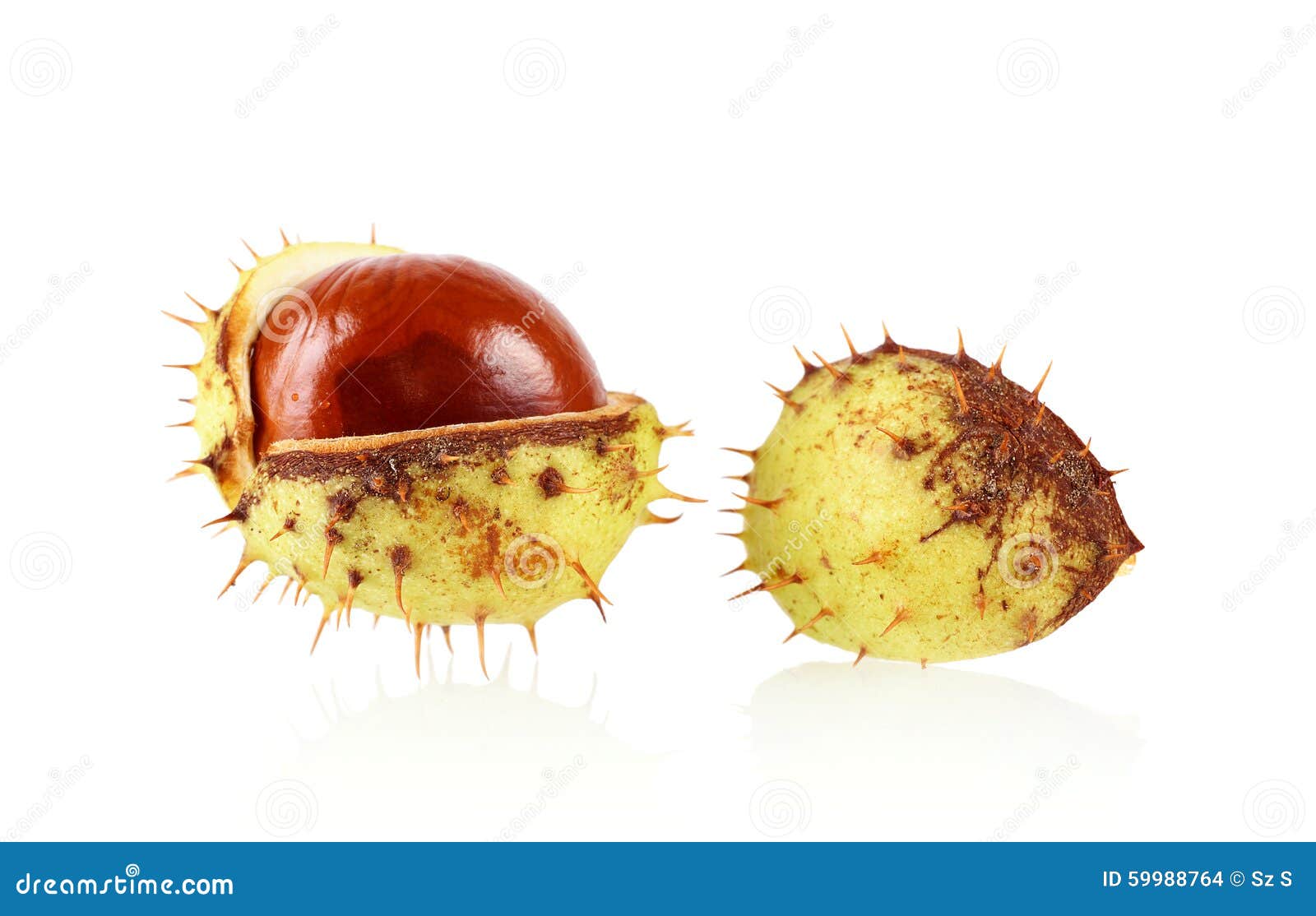 Chestnut isolated on white stock photo. Image of nature - 59988764