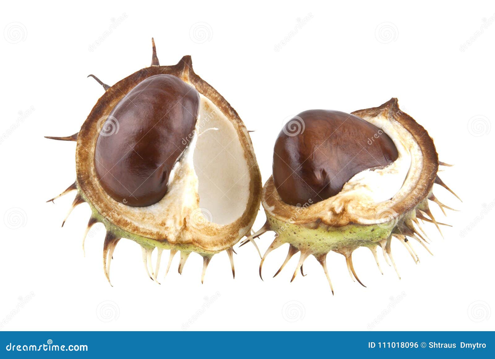 Chestnut isolated on white stock photo. Image of conker - 111018096