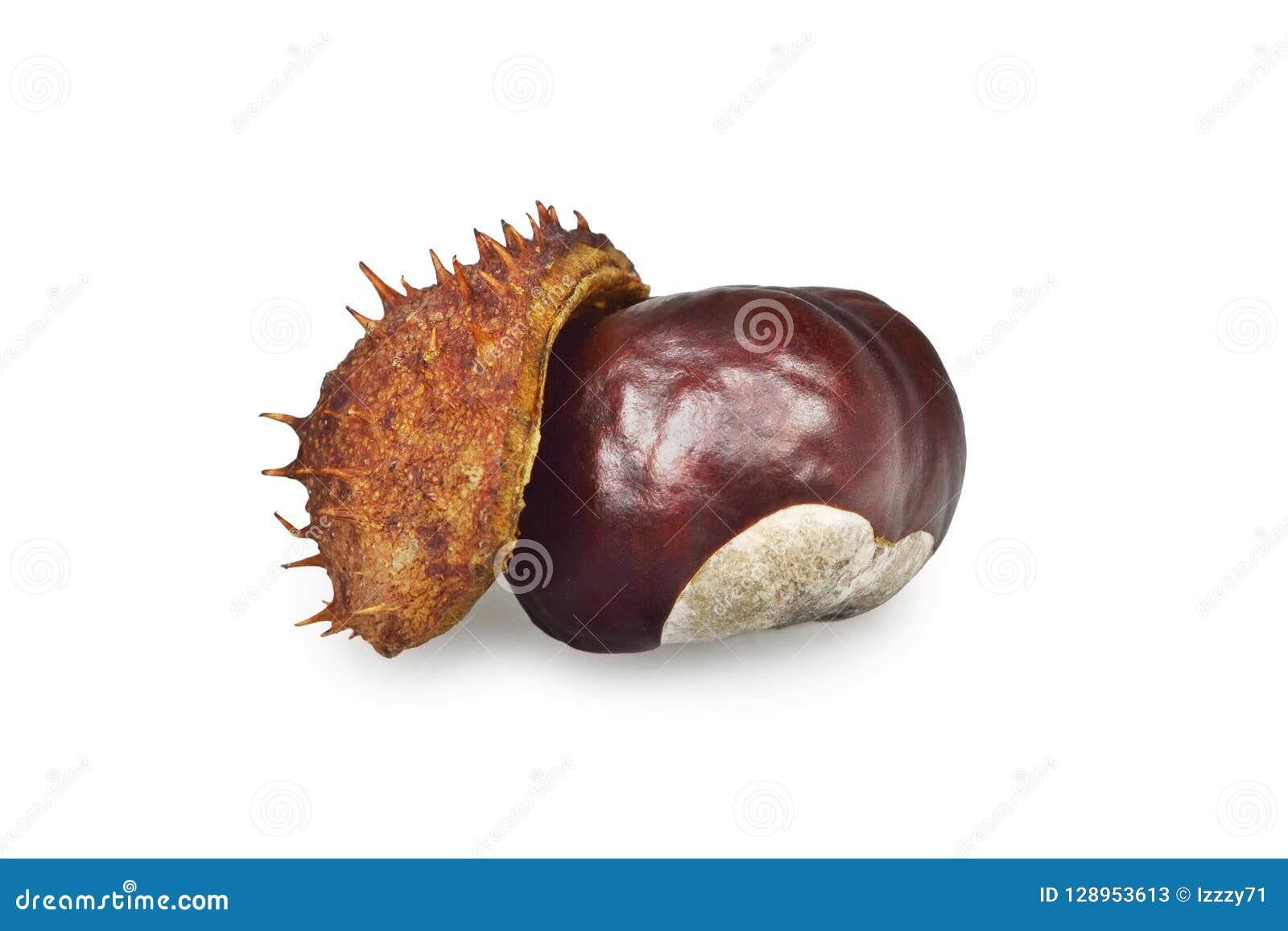 Chestnut isolated on white stock image. Image of fresh - 128953613