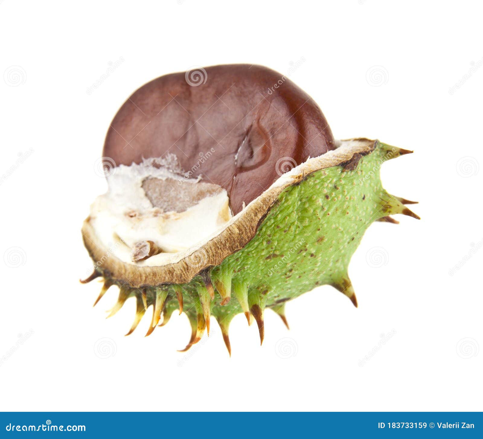Chestnut Isolated on White Background Stock Image - Image of autumn ...