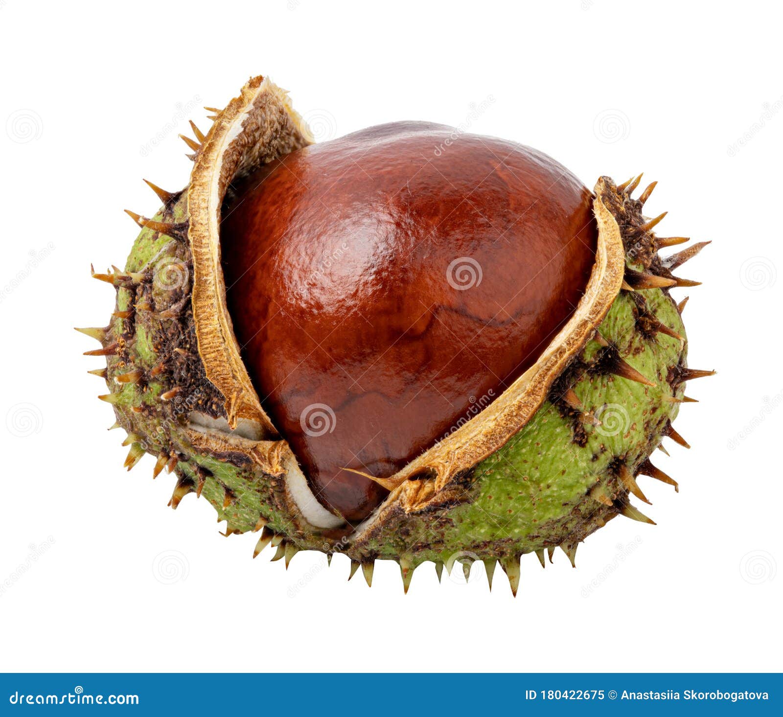 Chestnut on White Background Stock Image - Image of autumn, medicine ...