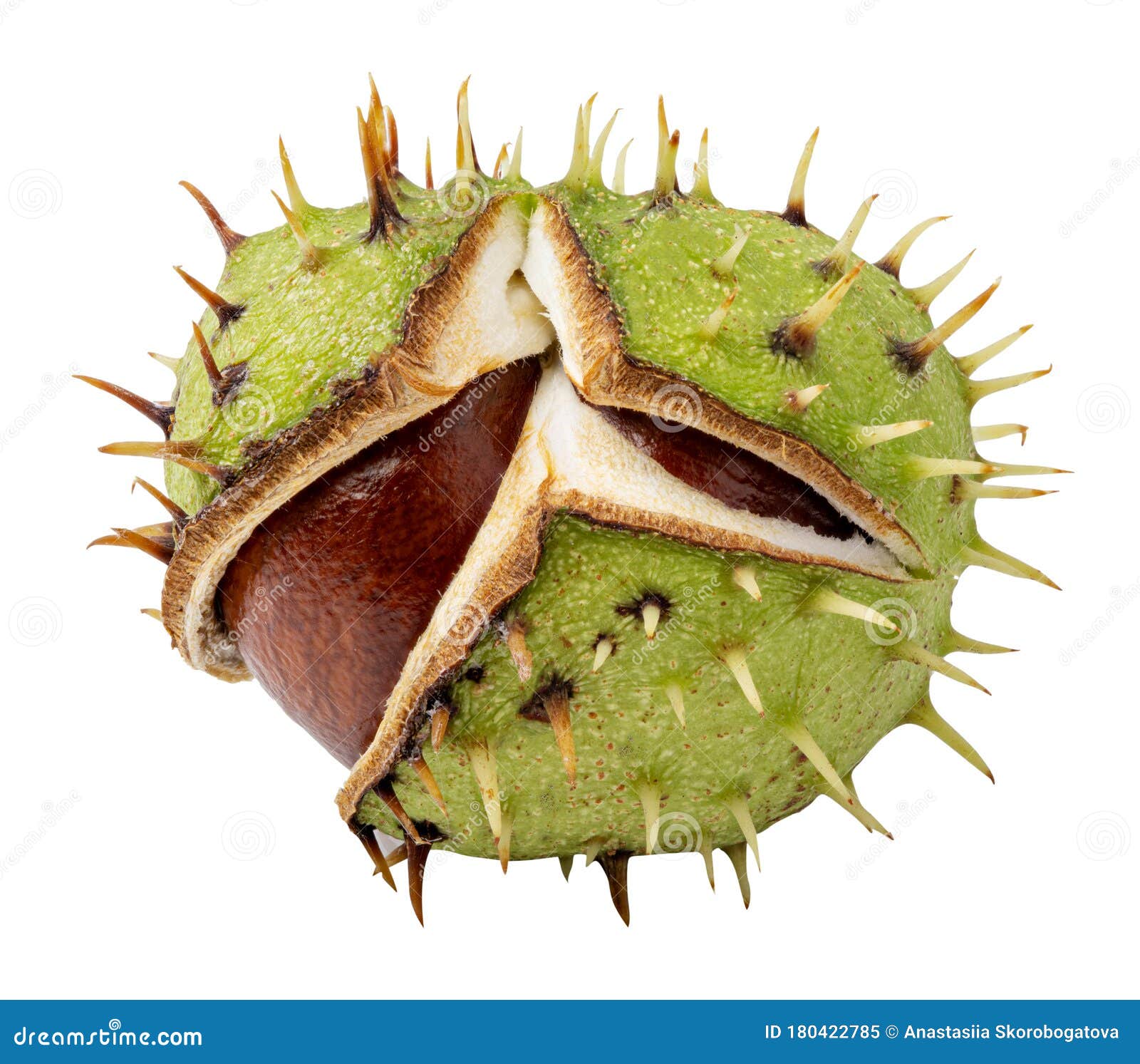Chestnut on White Background Stock Image - Image of healthy, lush ...