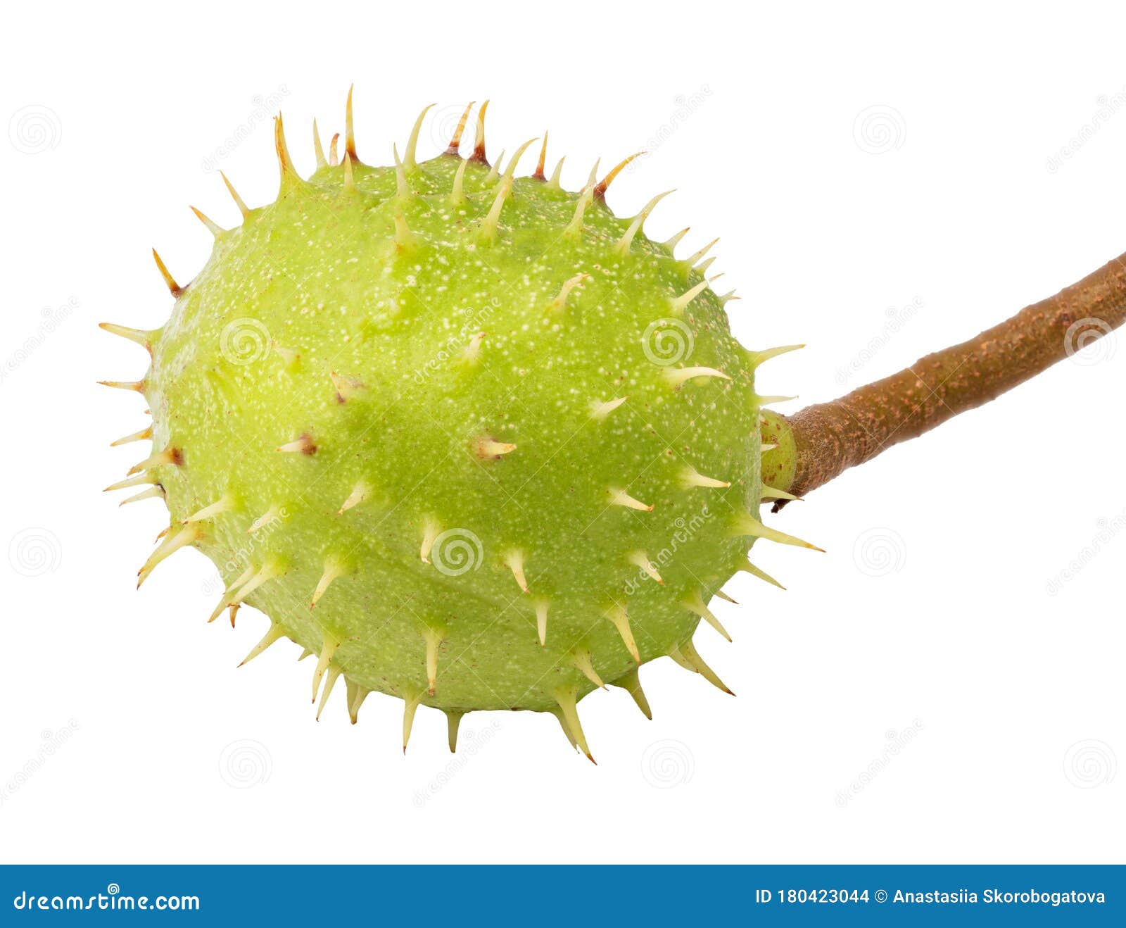 Chestnut on White Background Stock Photo - Image of food, macro: 180423044