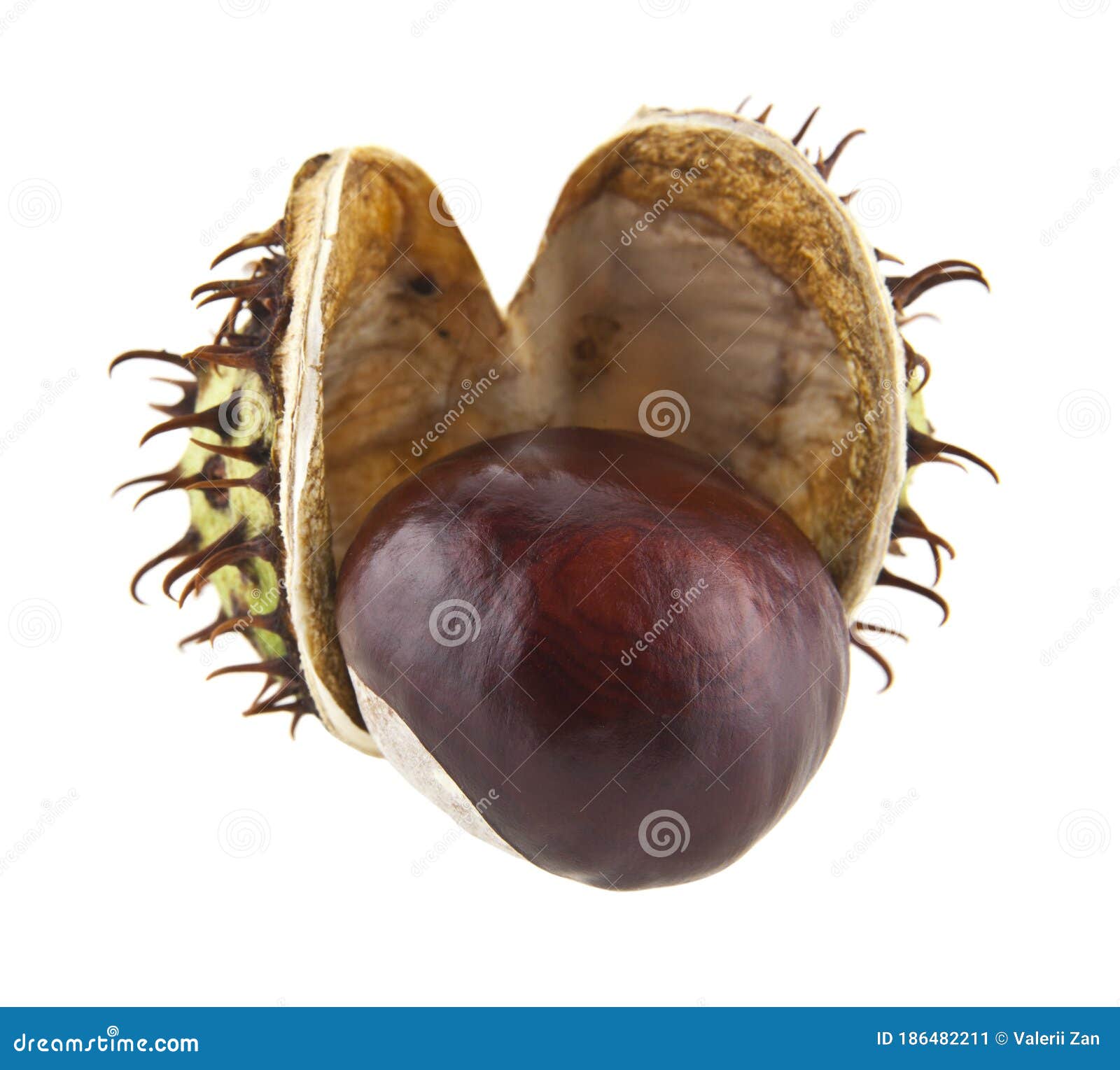 Chestnut Isolated on White Background Stock Image - Image of natural ...