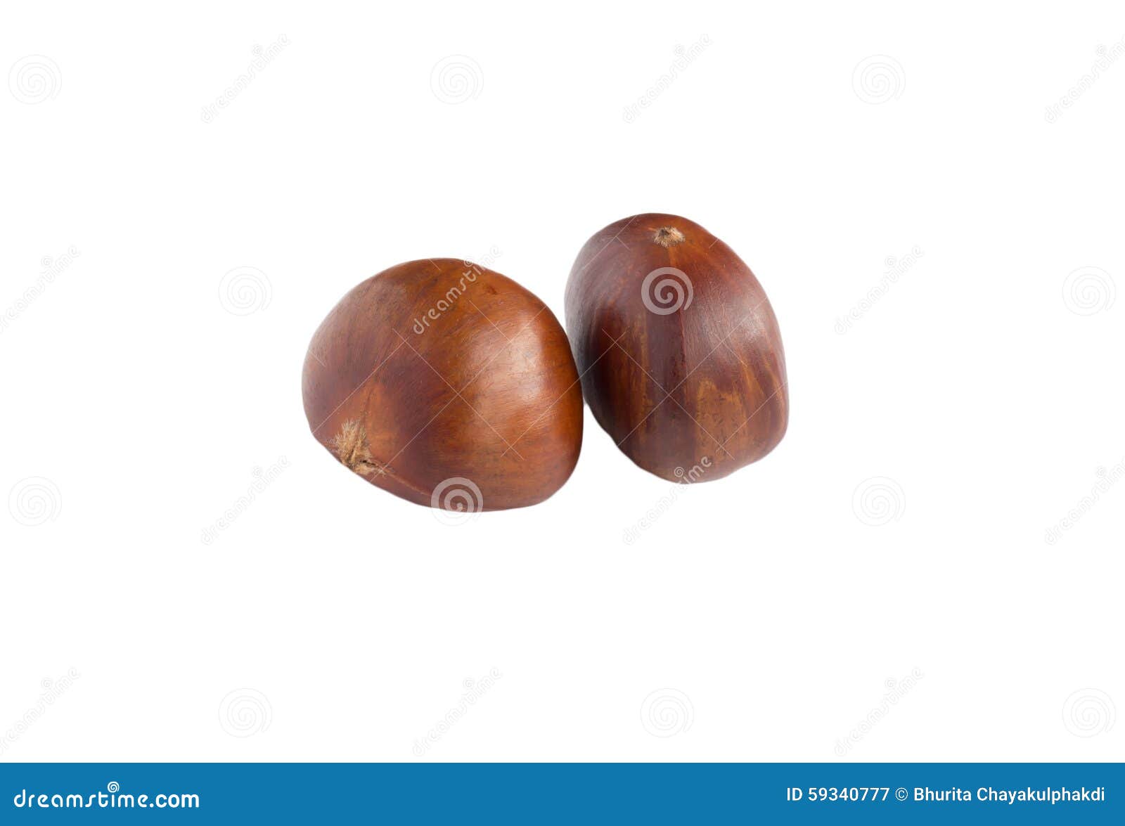 Chestnut stock image. Image of gourmet, food, crop, path - 59340777