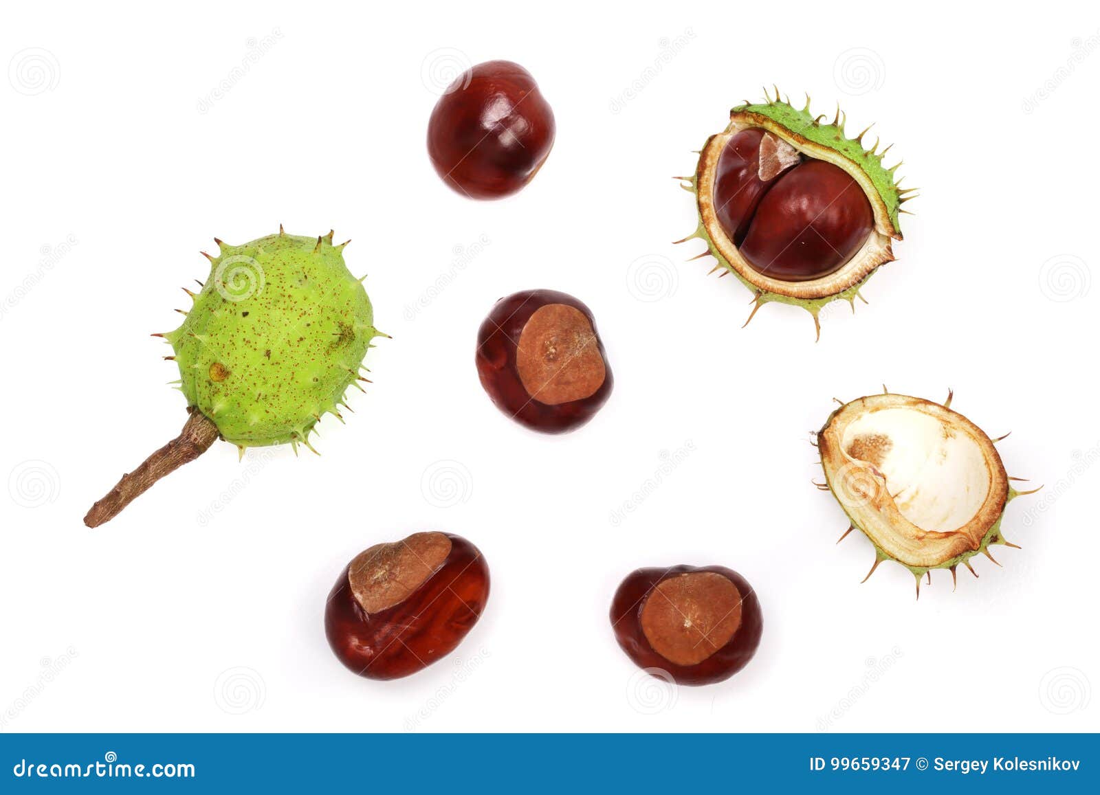 Chestnut Isolated on White Background. Top View Stock Image - Image of ...