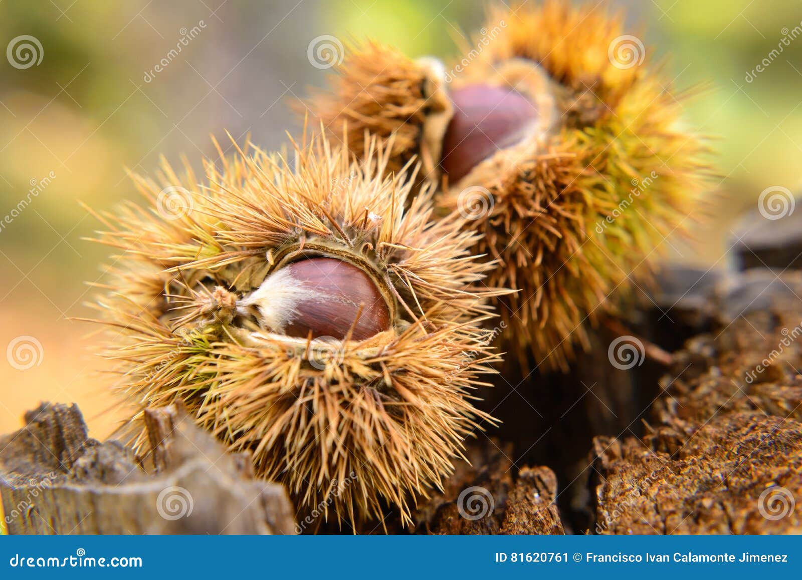 Chestnut at Its Maturity Point Stock Image - Image of macro, healthy ...