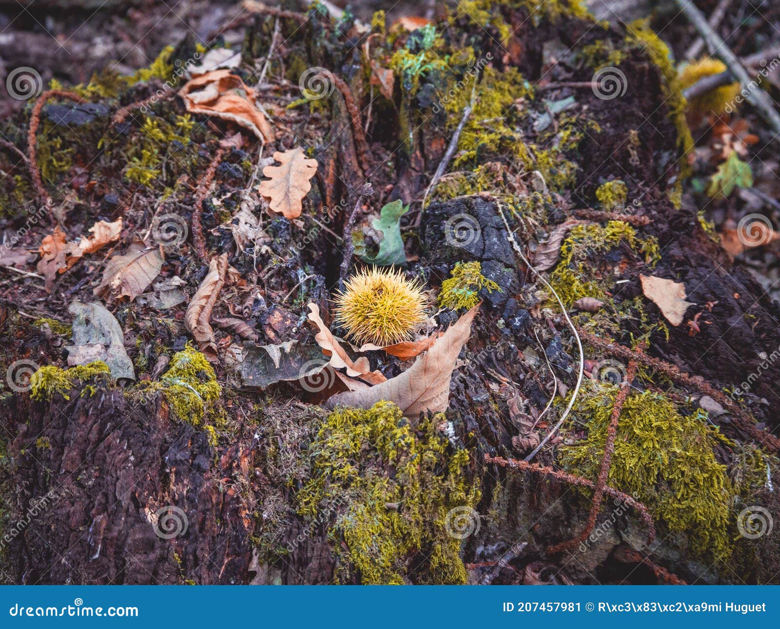 Chestnut in its shell stock image. Image of leaves, nature - 207457981