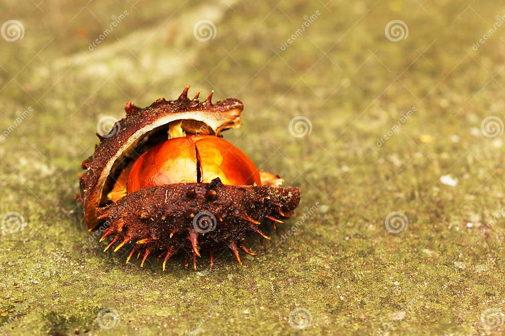 Chestnut kernels in shell stock image. Image of nature - 44470965