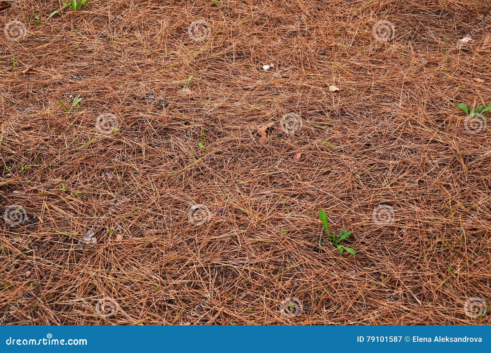 Chestnut Last Year S Pine Needles Stock Image - Image of season, soil ...