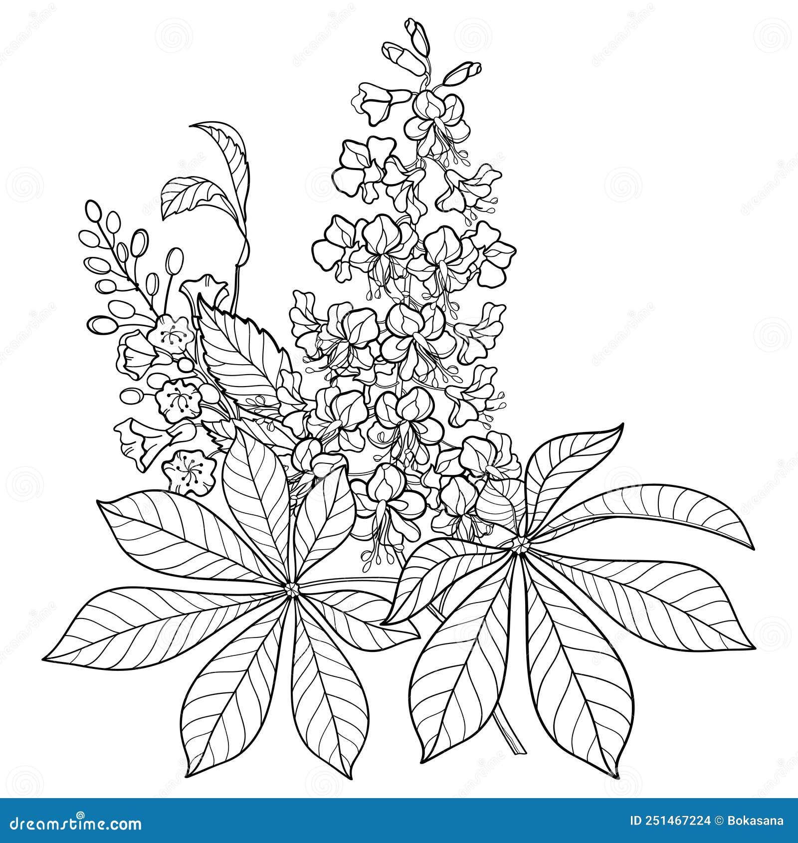 Vector Bunch Of Outline Buckeye Or Horse Chestnut Flower With Leaf In ...