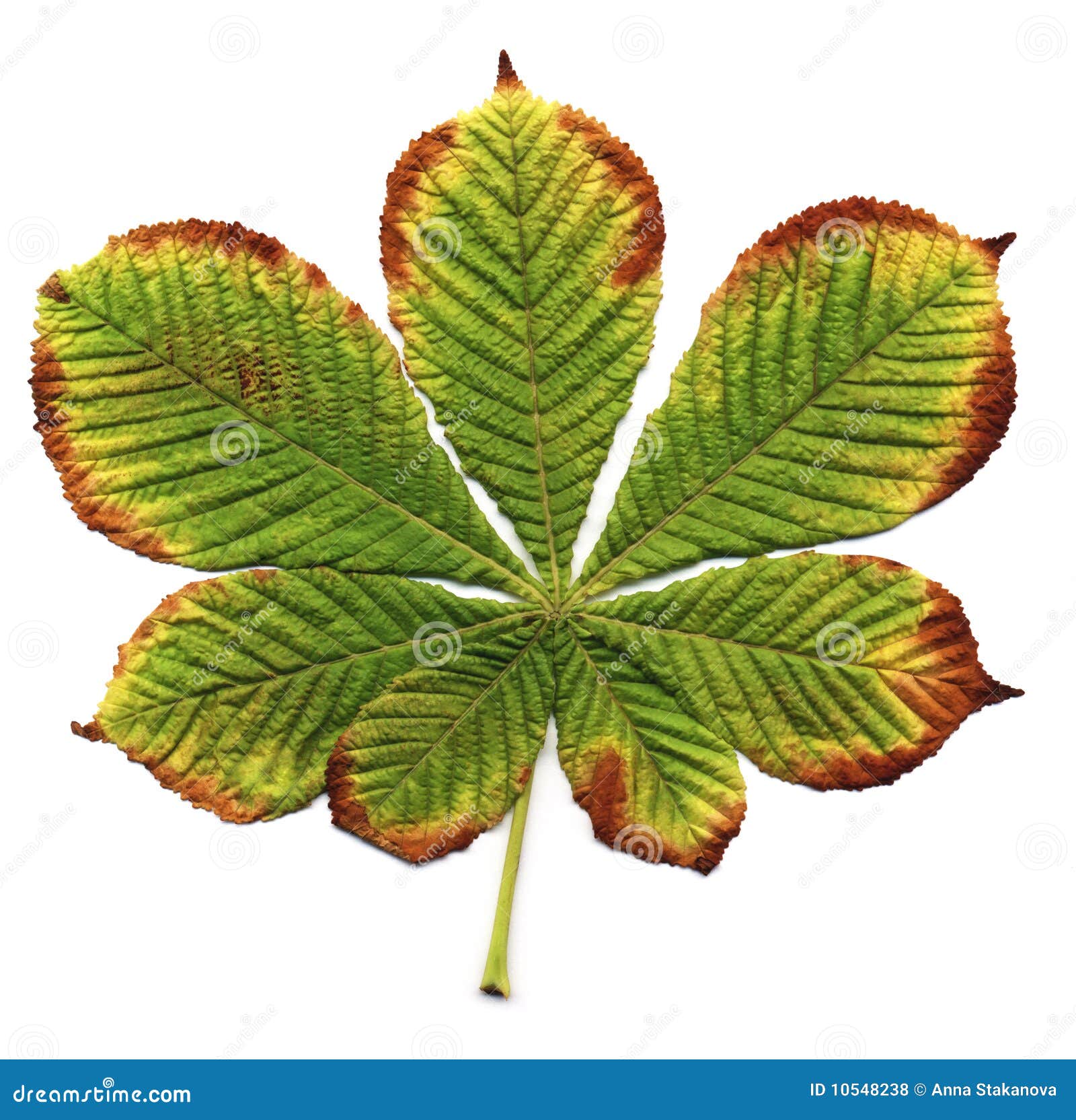 Chestnut leaf stock photo. Image of autumn, variation - 10548238