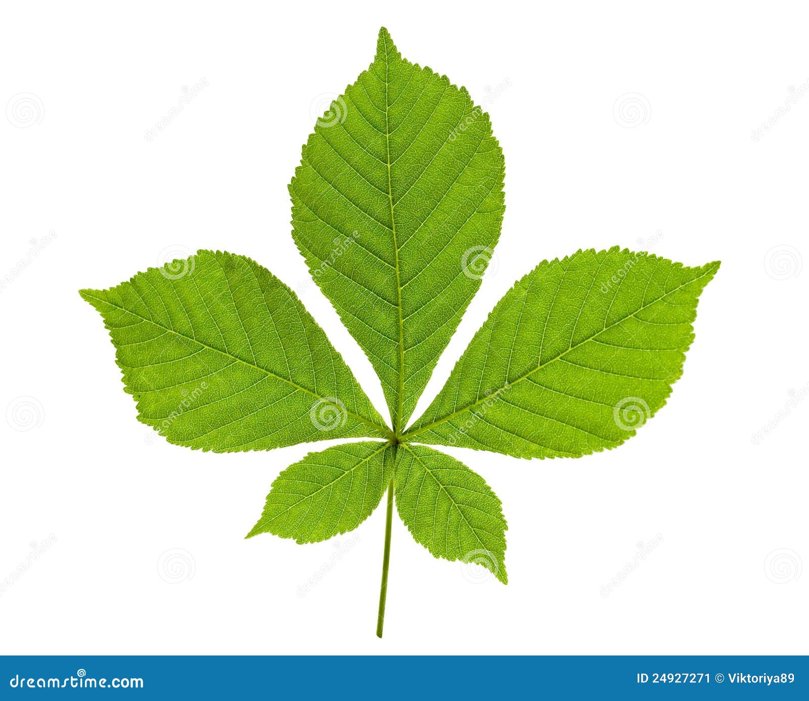 Chestnut leaf stock image. Image of natural, close, texture - 24927271