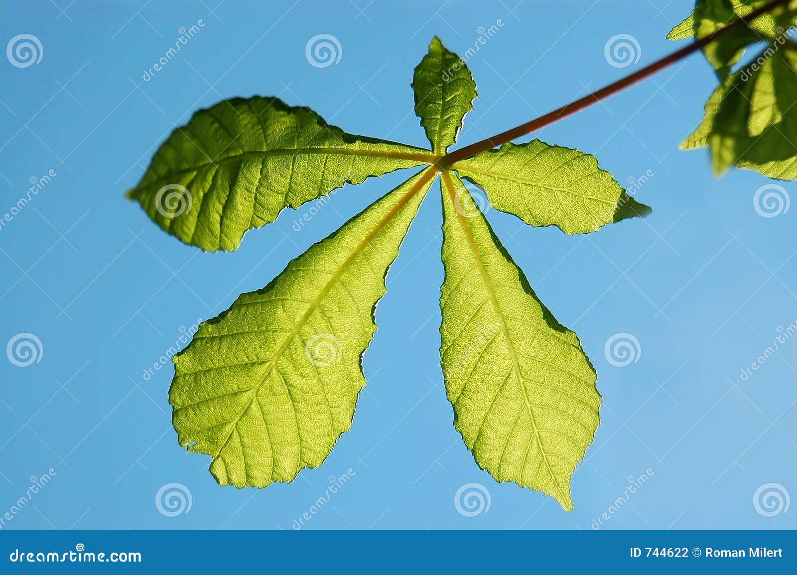 Chestnut leaf stock photo. Image of park, season, clear - 744622