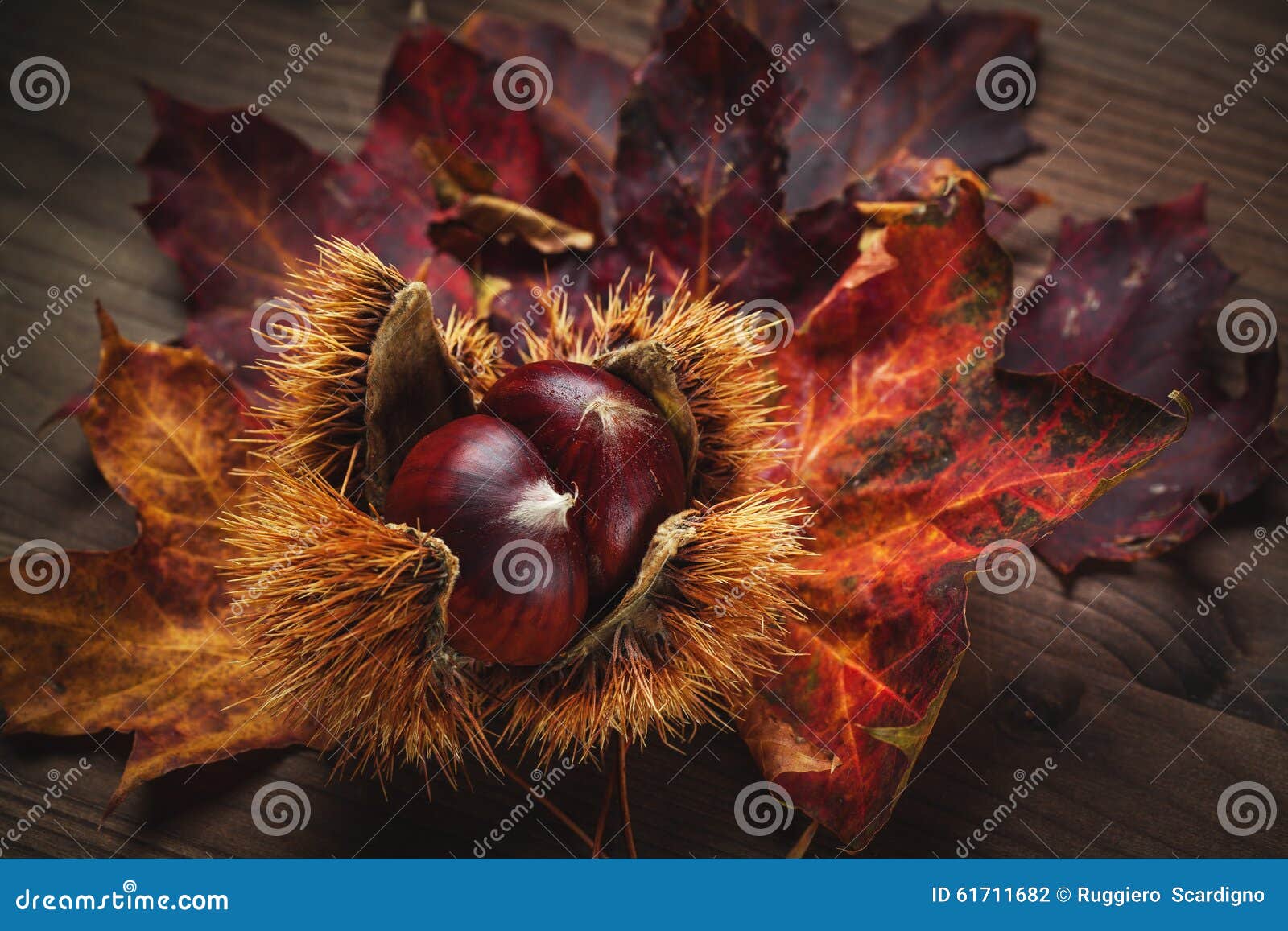 Chestnut and leaf stock photo. Image of brown, fall, plant - 61711682