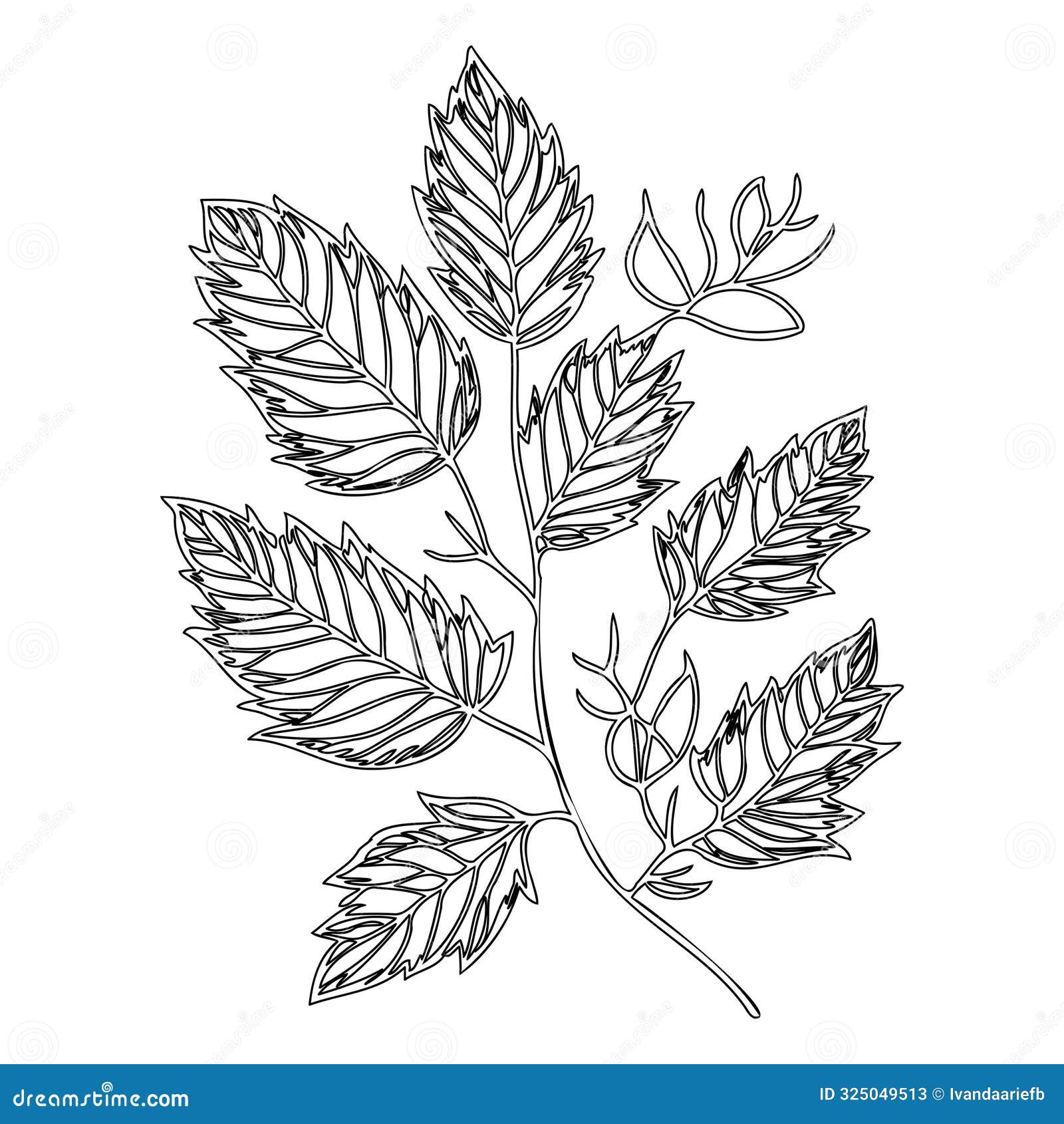 Chestnut Leaf Floral Outline Illustration Sketch Stock Vector ...