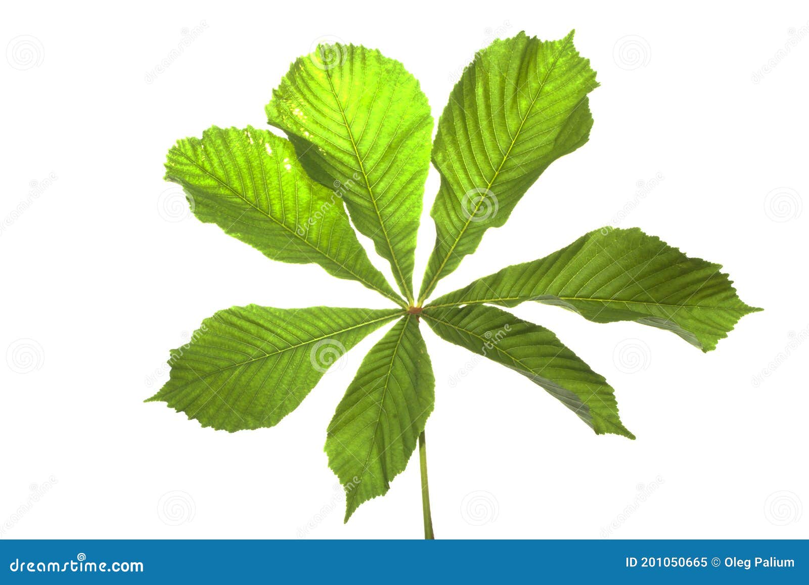 Chestnut Leaf Isolated on White Background Stock Image - Image of ...