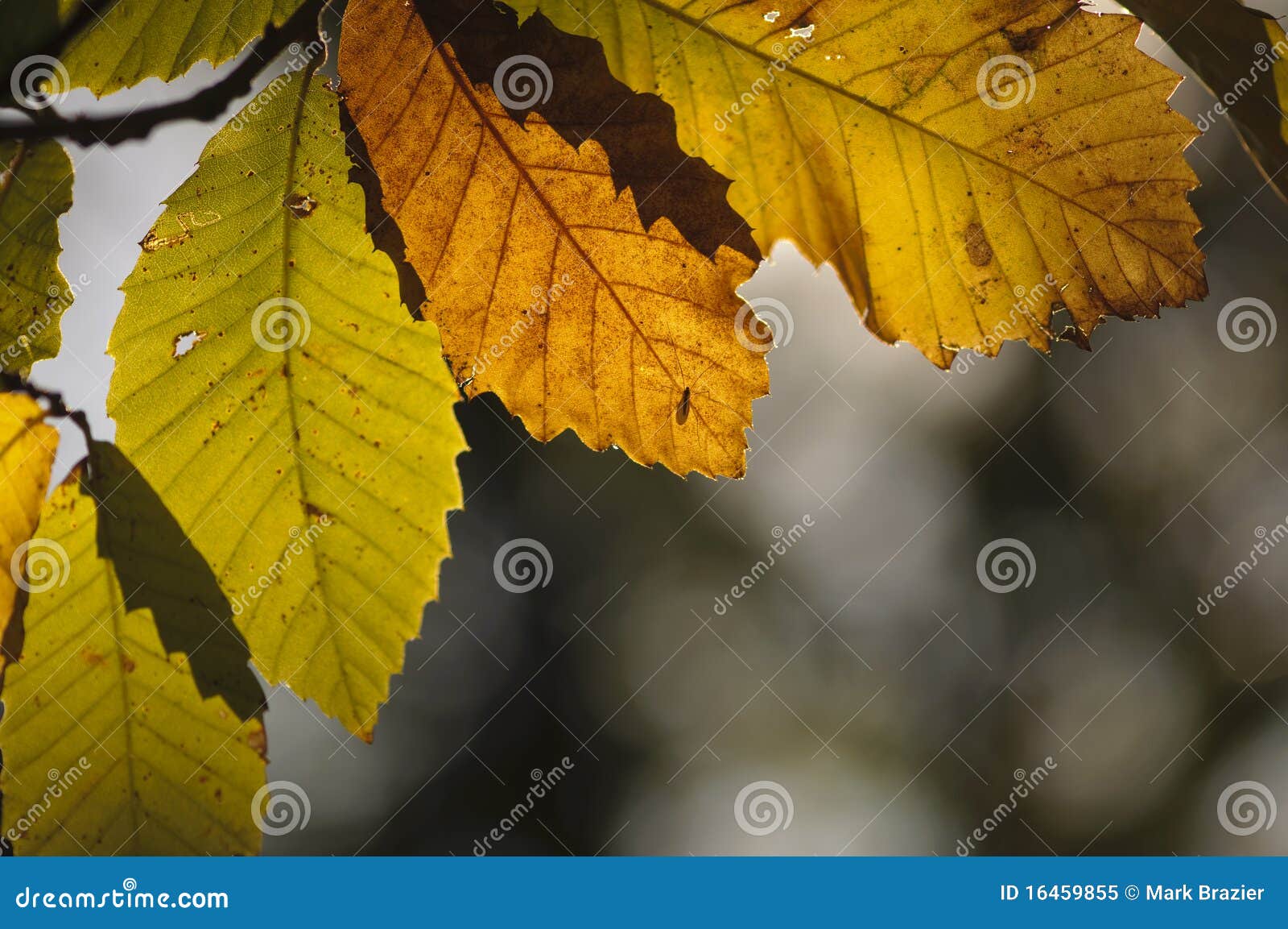 Chestnut Leaves In Autumn Light Stock Image - Image of countryside ...