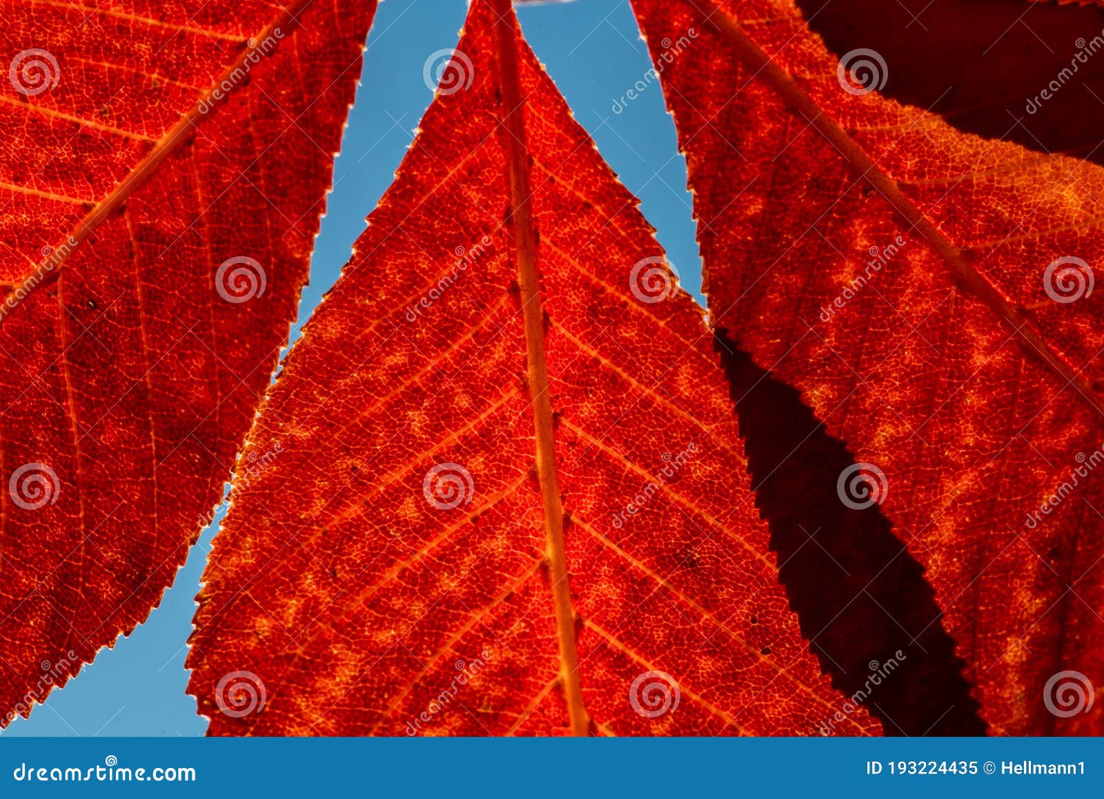 Chestnut Leaves in Fall stock image. Image of autumn - 193224435