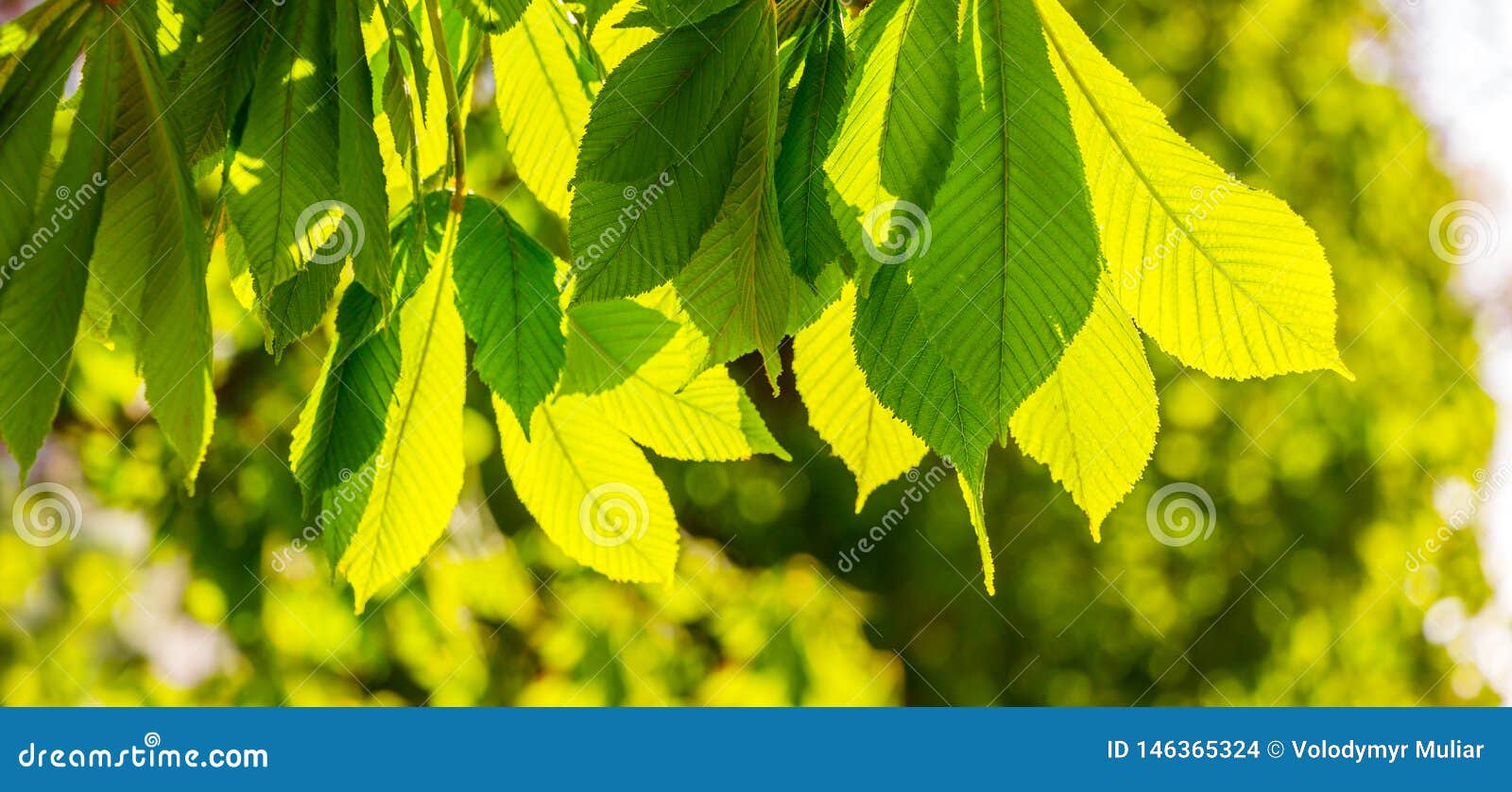 Chestnut Leaves on a Tree Lighted with Bright Sunshine_ Stock Photo ...