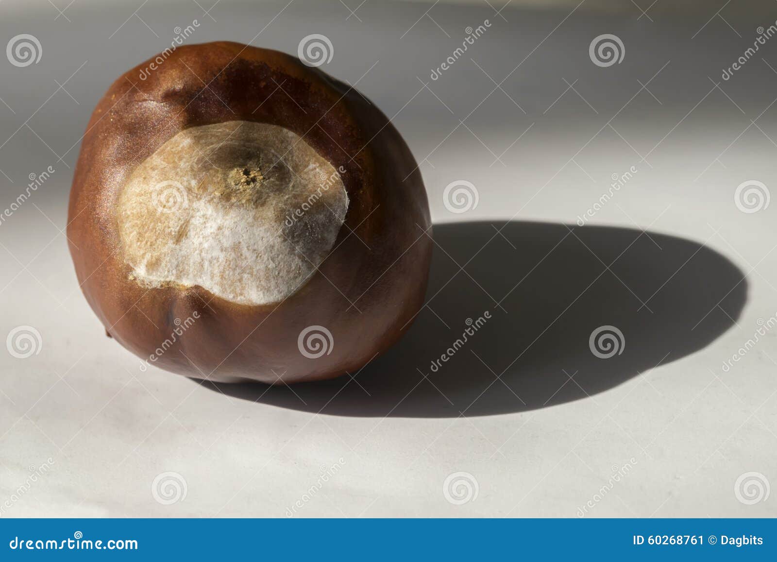 Chestnut stock image. Image of macro, organic, grown - 60268761