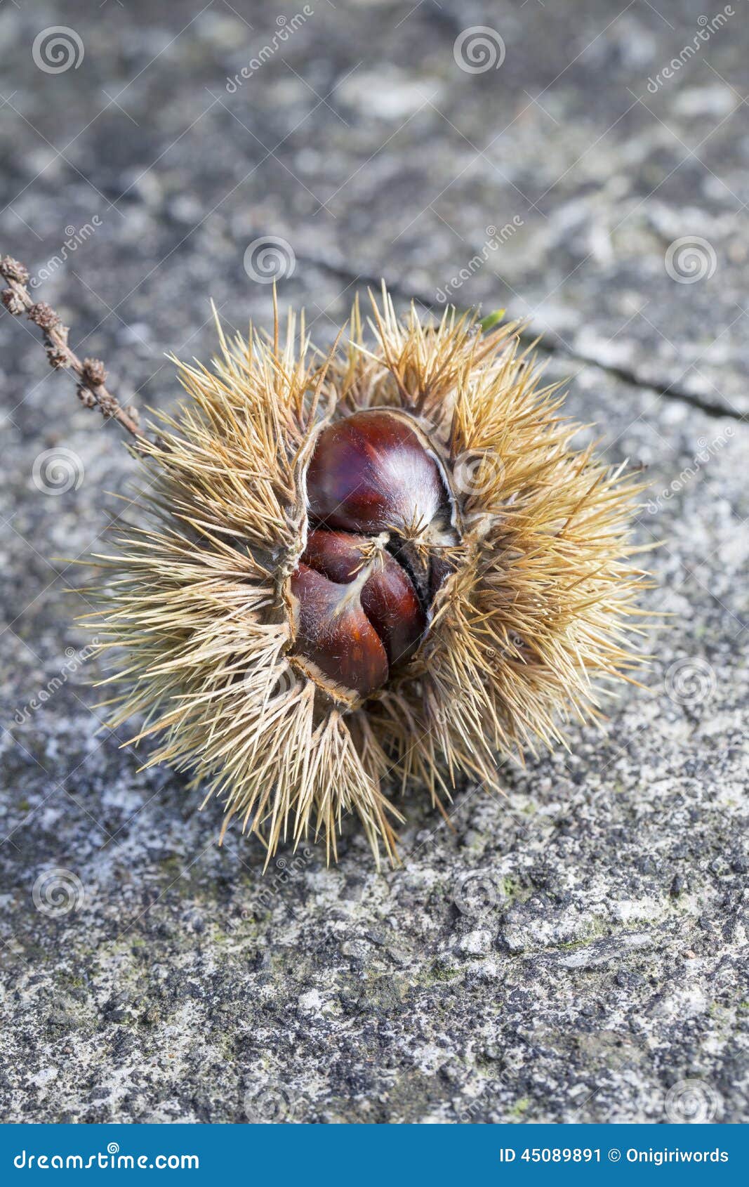 Chestnut stock image. Image of marron, fruit, season - 45089891