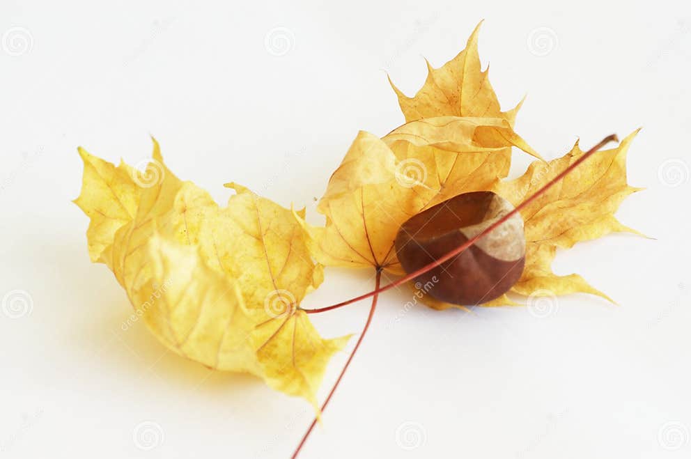 Chestnut and maple leaf stock photo. Image of coloured - 7017986