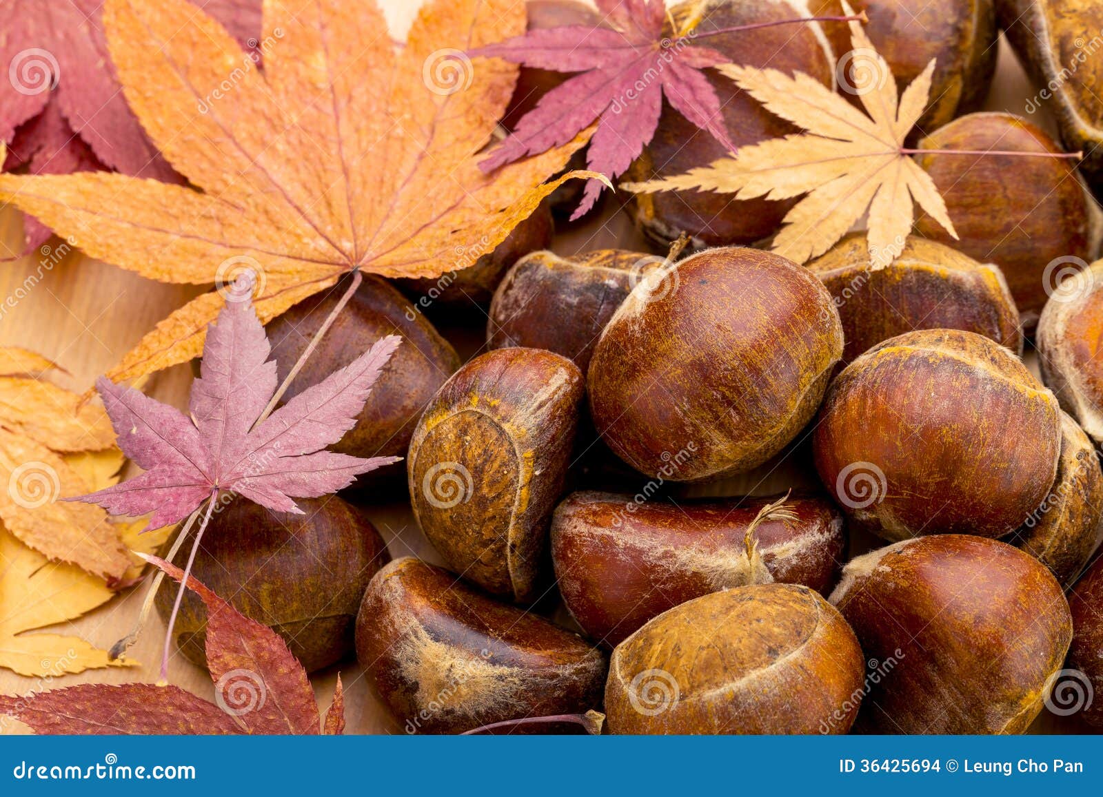 Chestnut and maple leave stock photo. Image of harvest - 36425694