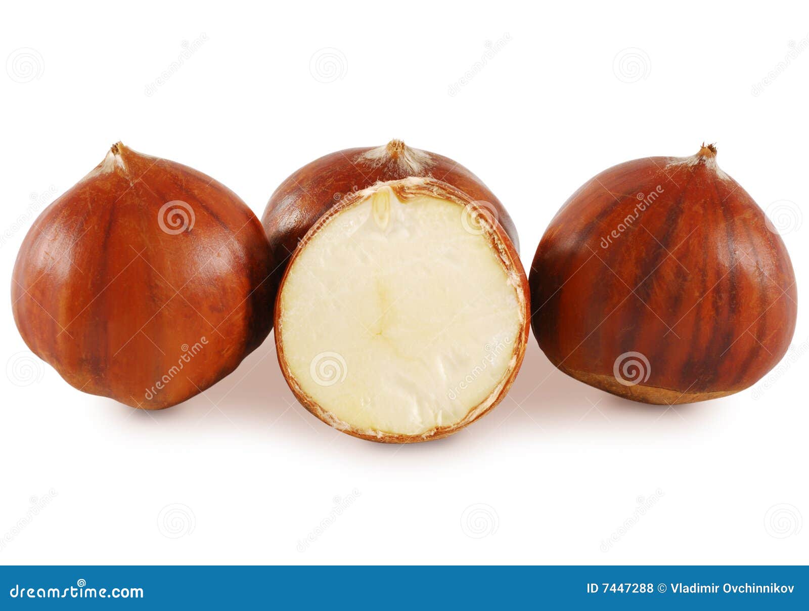 Chestnut (maroni) stock photo. Image of closeup, nature - 7447288