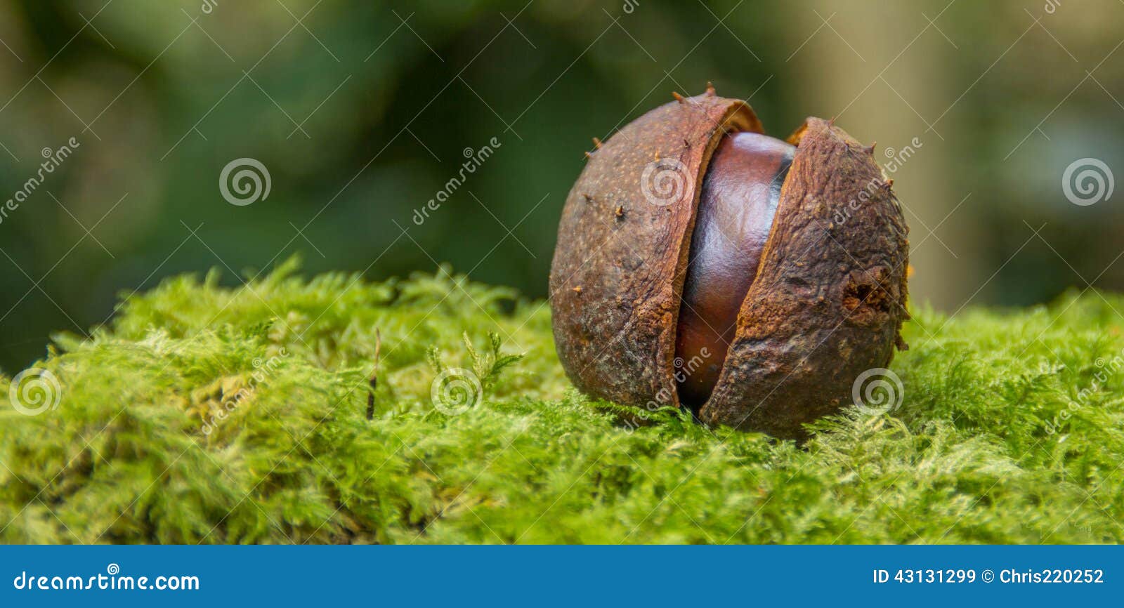 Chestnut stock image. Image of natural, bank, autumn - 43131299