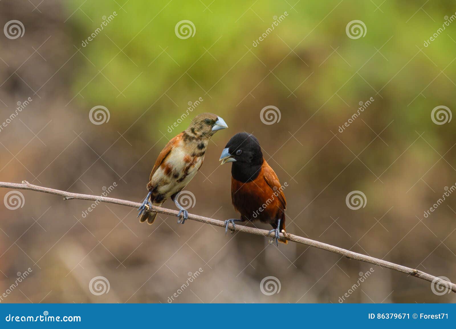 Chestnut Munia Perching on a Branch Stock Image - Image of flying ...