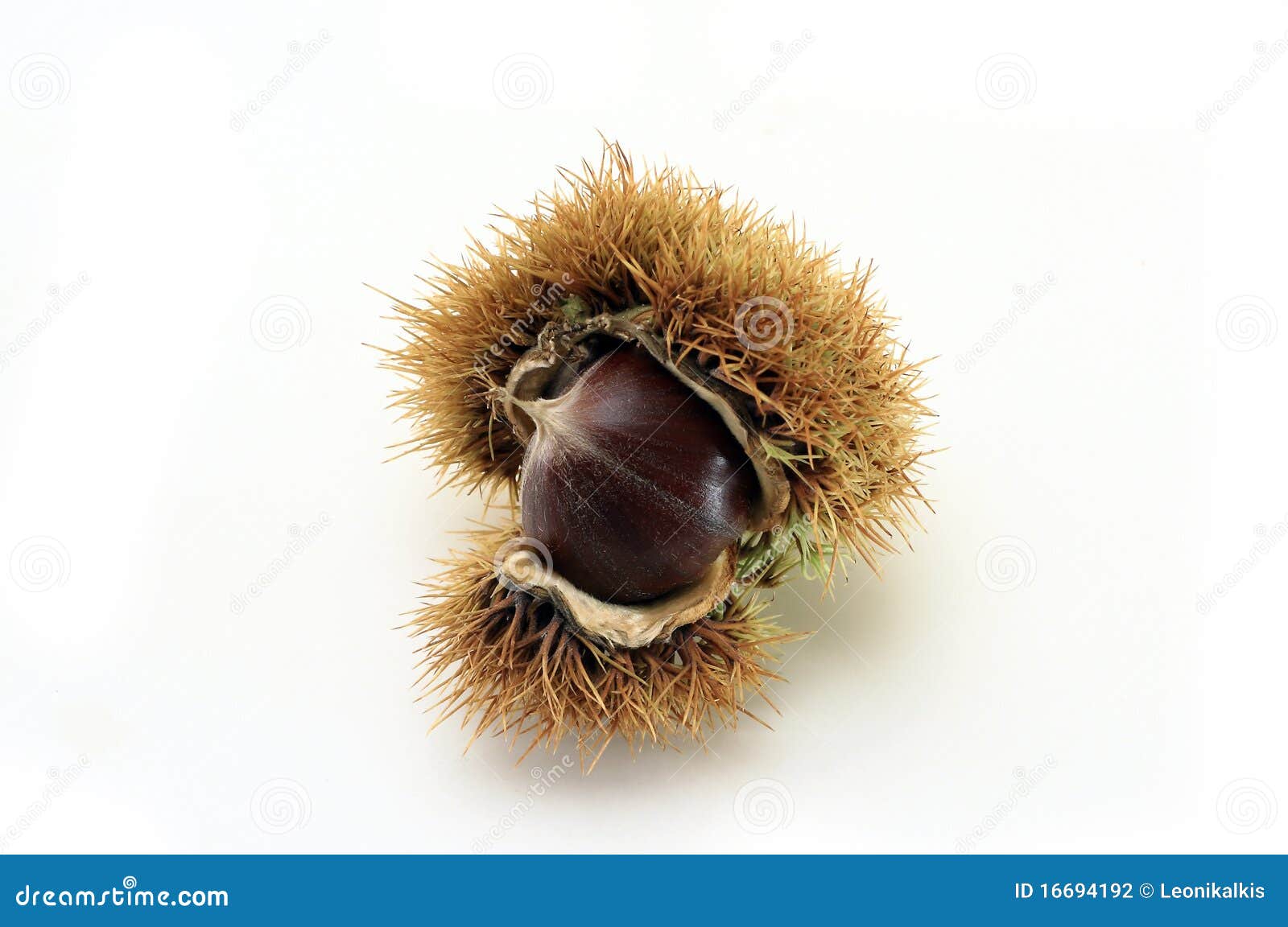 Chestnut in natural shell stock photo. Image of floral - 16694192