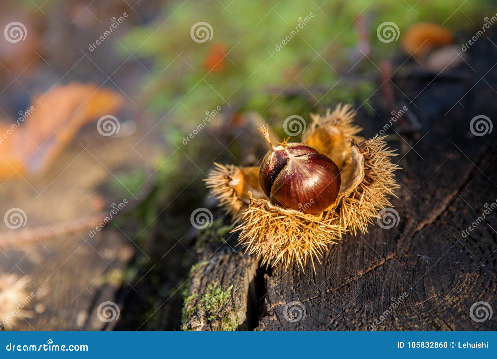 Chestnut in Nature on Stump Stock Photo - Image of needle, macro: 105832860