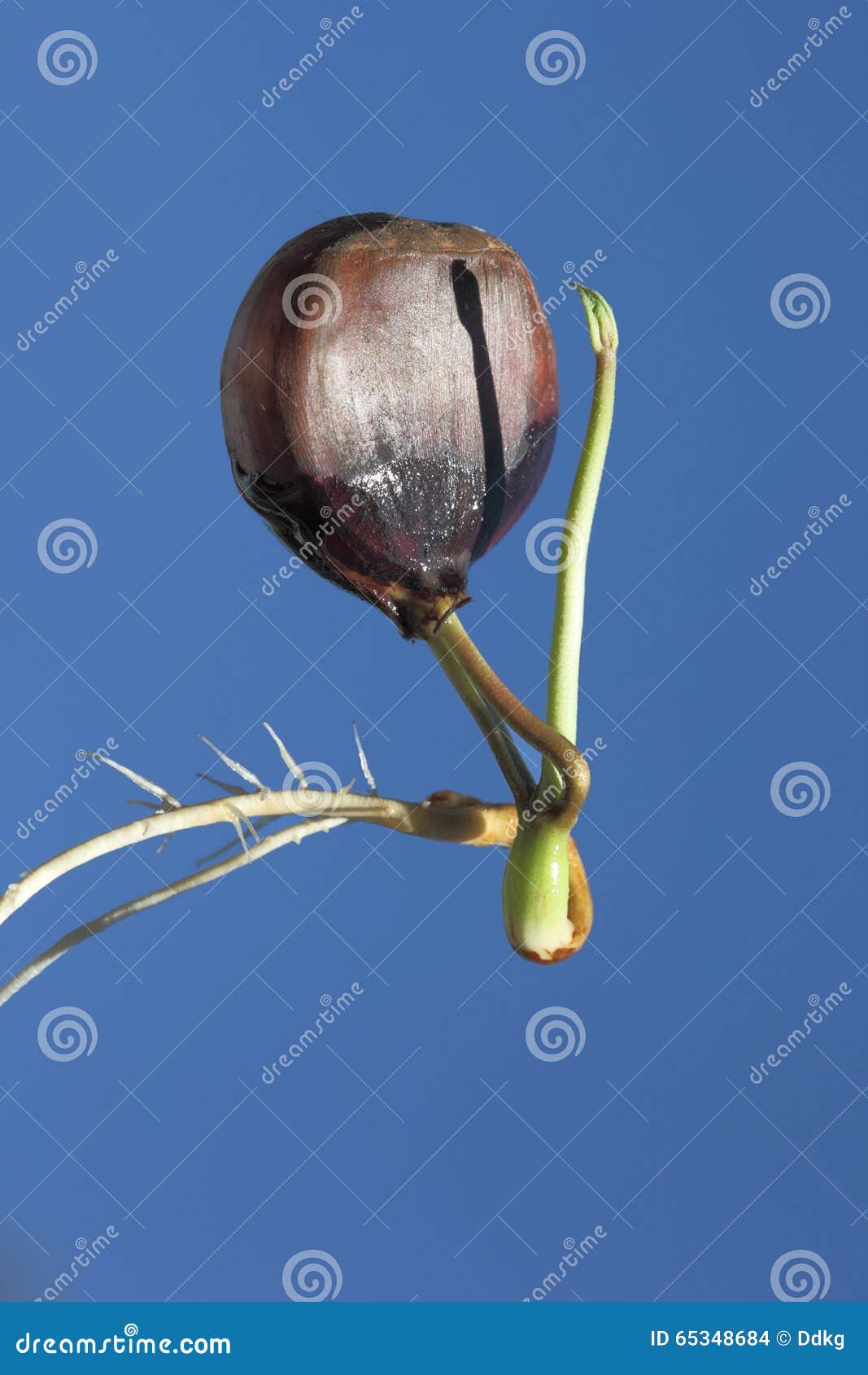 Chestnut stock photo. Image of seasons, seed, agriculture - 65348684