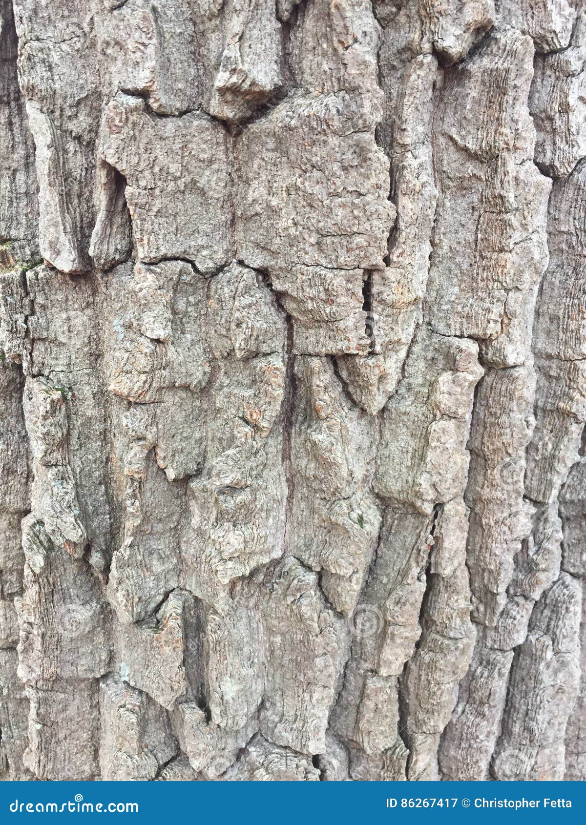 Chestnut Oak stock image. Image of bark, tree, botany - 86267417